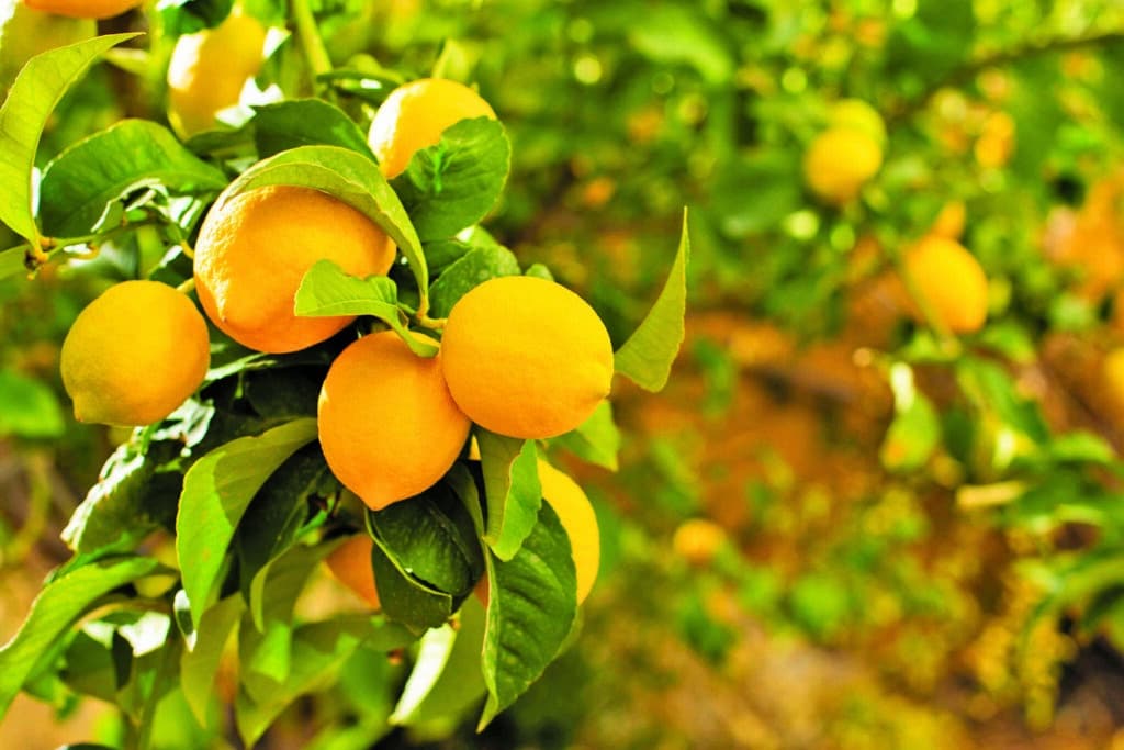 PlantGrow Natural Citrus Plant Food - PlantGrow