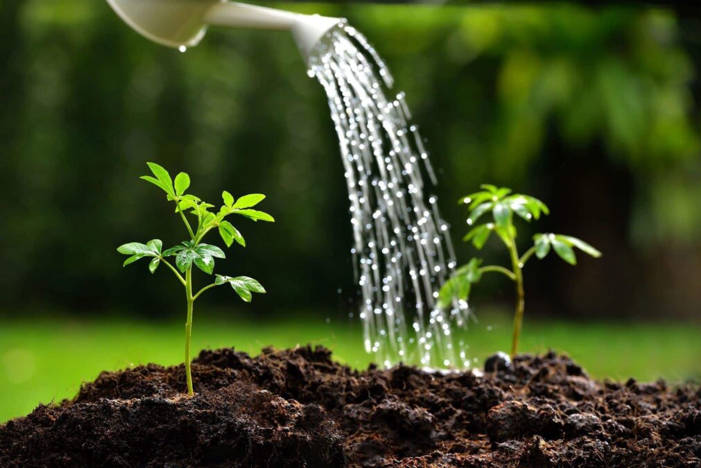 How to create an ecosystem in your garden. - PlantGrow