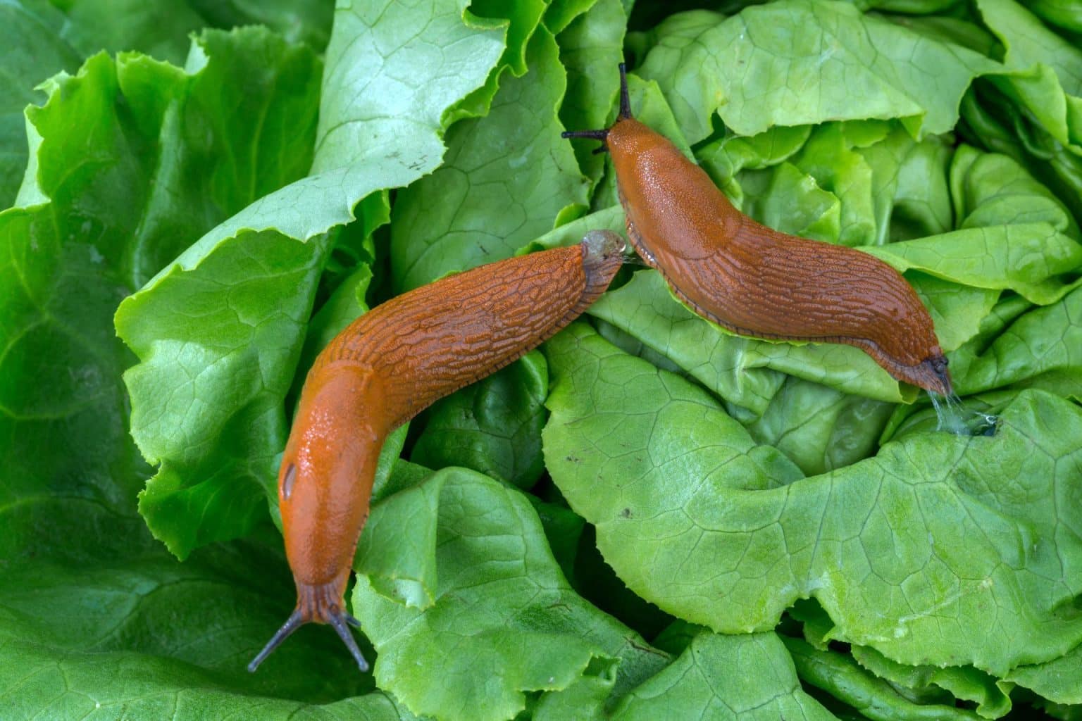 Understanding Britain’s slug species - PlantGrow